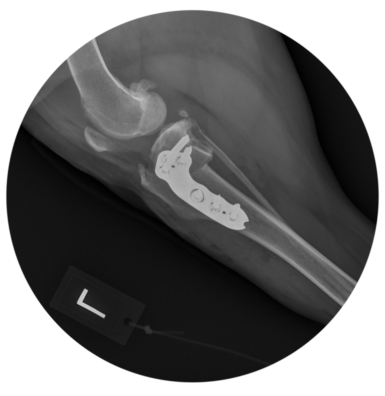 TPLO Plate - InVictos